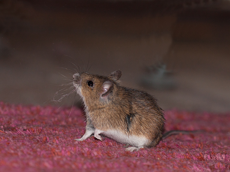 Maus im Haus? SO wirst du sie auf eine tierliebe und effektive Art und ...